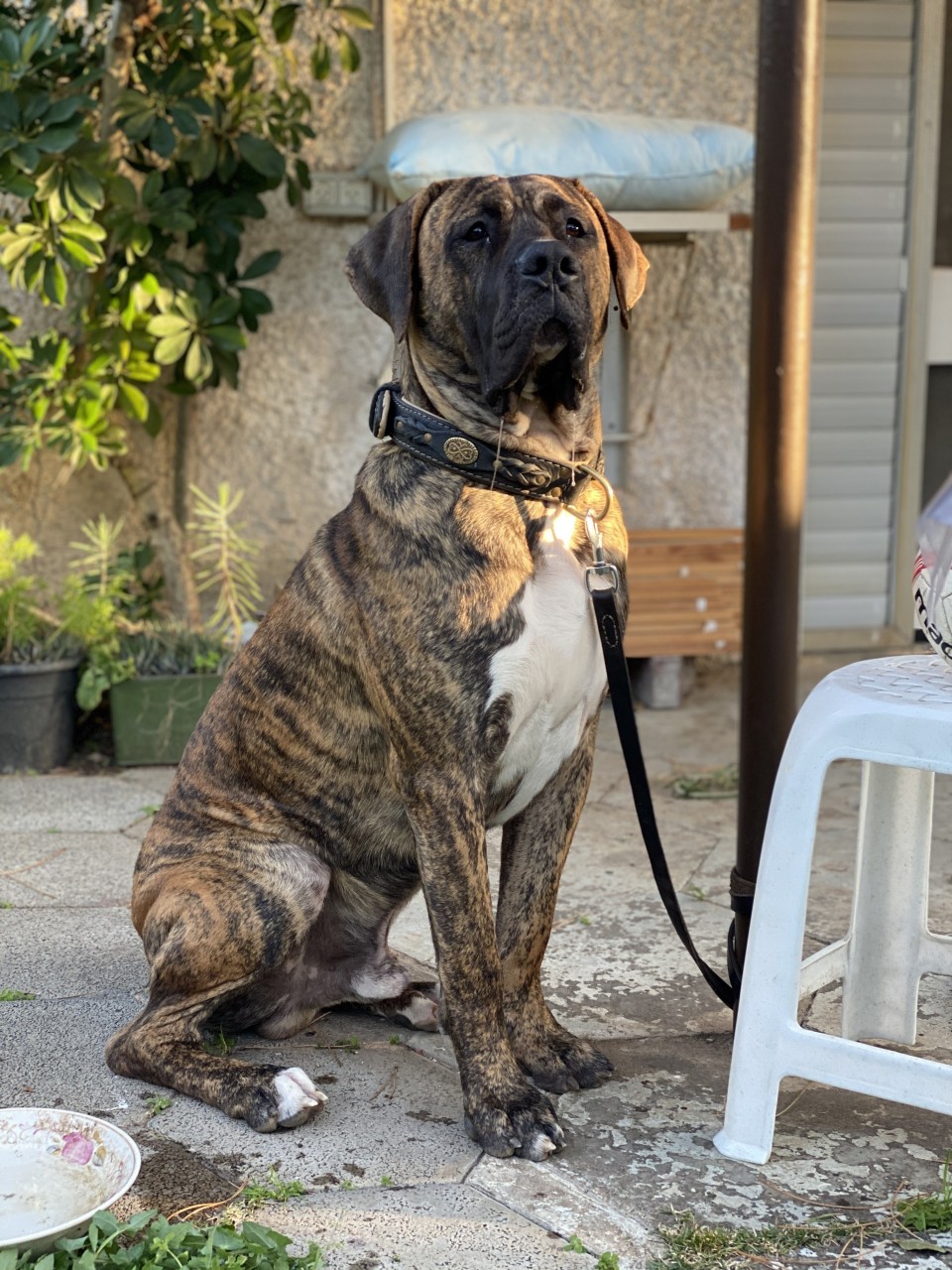 Dogg.Dog - Dog Show Software Platform - Avatar Photos - Albums - אלכס רזניק